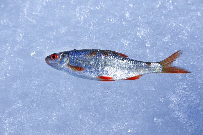 Fish Lying on Textured Ice during Winter Fishing Stock Photo - Image of ...