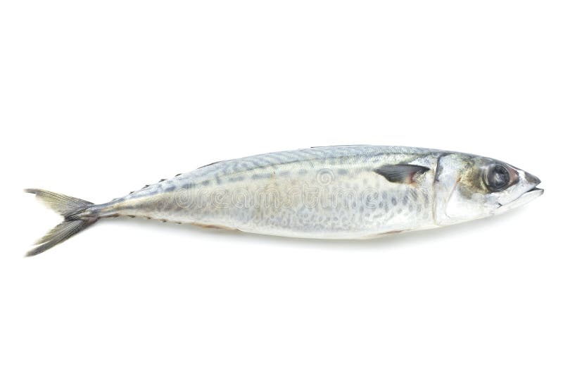 Fish stock photo. Image of freshmackerel, food, seafood - 33330530