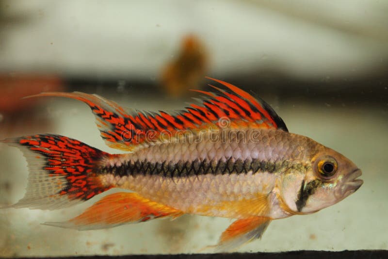 Fish macro stock photo. Image of nature, microwordl, redfish - 73697276