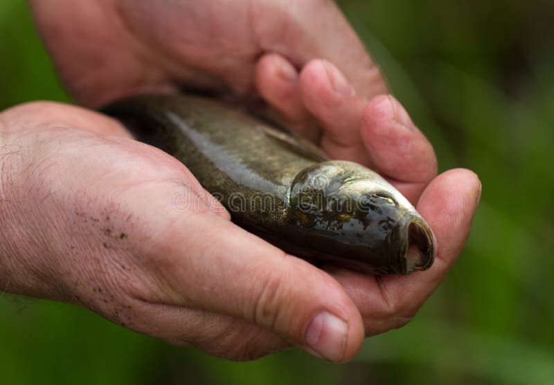 Fish in the man`s palms stock image. Image of nature - 171762091