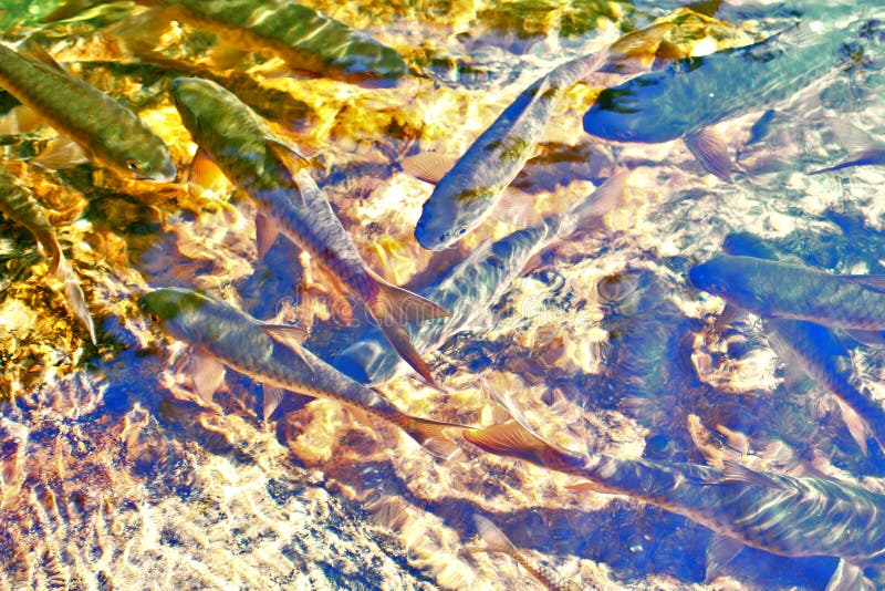 Fish Many River Close Up Sun Glares Background Stock Image - Image of ...