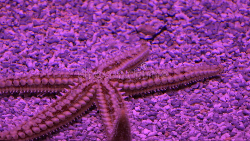 Big Red Starfish Crawling on the Glass Wall Aquarium Stock Footage ...
