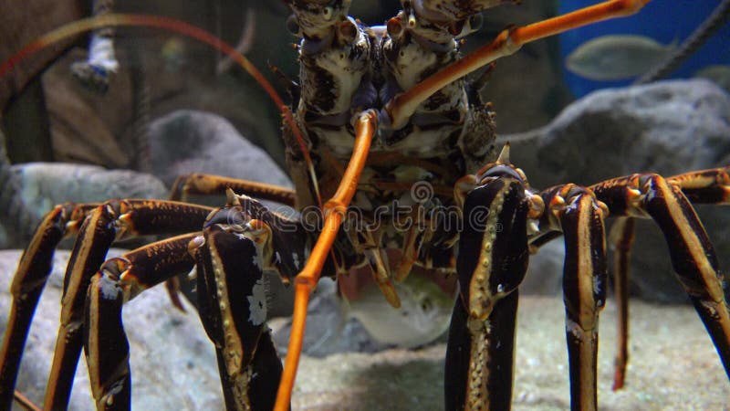 An Ugly Crustacean Undersea Stock Footage - Video of crustacean ...