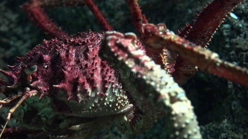 An Ugly Crustacean Undersea Stock Footage - Video of crustacean ...