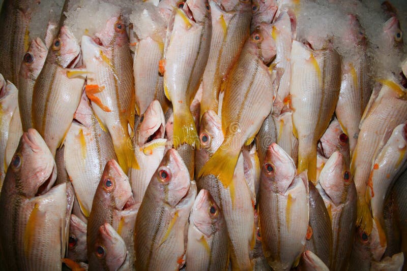 Fish in market stock photo. Image of healthy, fresh, market - 12510470