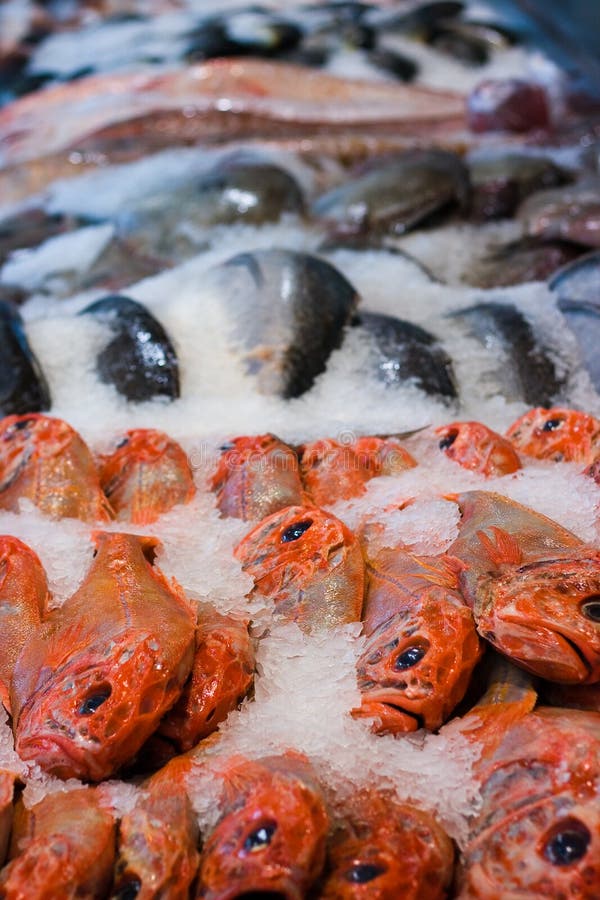 Fish market stock photo. Image of health, healthy, dinner - 17164734