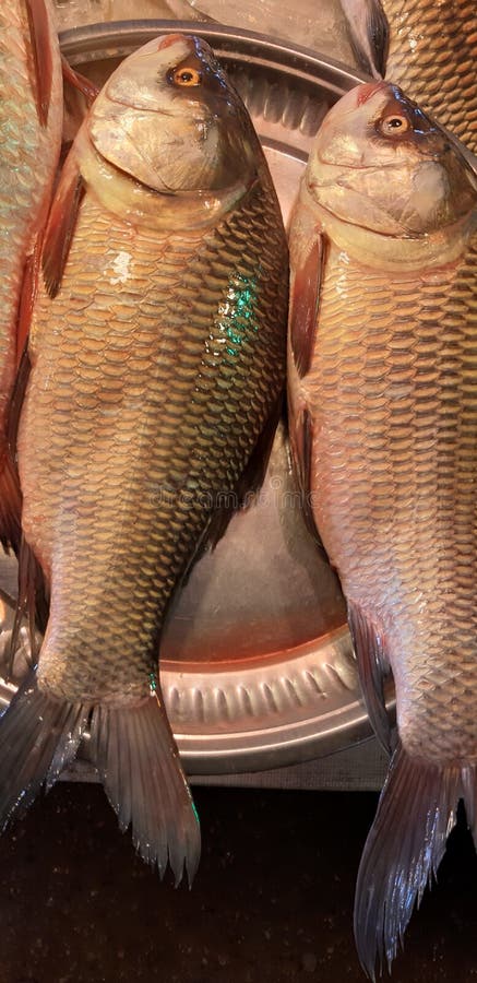 Rui Fish Stock Photos - Download 36 Royalty Free Photos