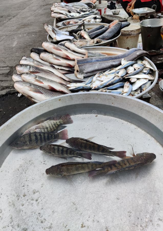 Fish Market in City Fresh Fish in Pot Stock Photo - Image of market ...