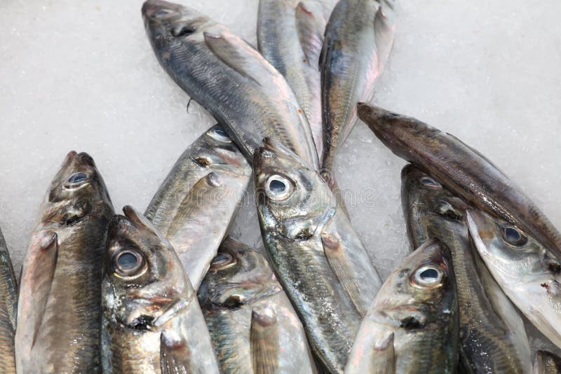 Fish Market. Lisbon stock photo. Image of bream, animal - 77821322
