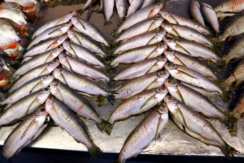 Fish Market of Manaus - Amazonas, Brazil Stock Image - Image of america ...