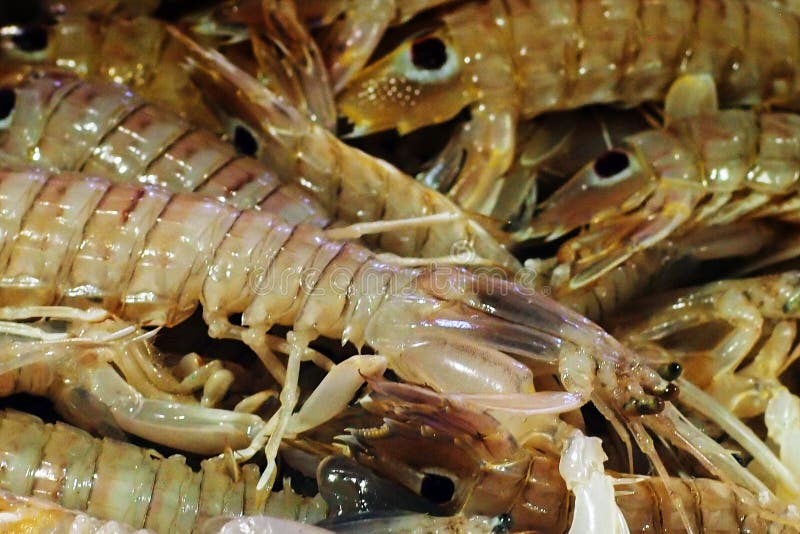 Squilla mantis shrimp stock photo. Image of crustacean - 17178742