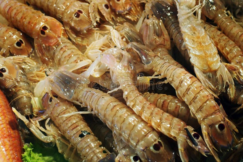 Fish Market - Mantis Shrimp (Squilla Mantis) Stock Image - Image of ...