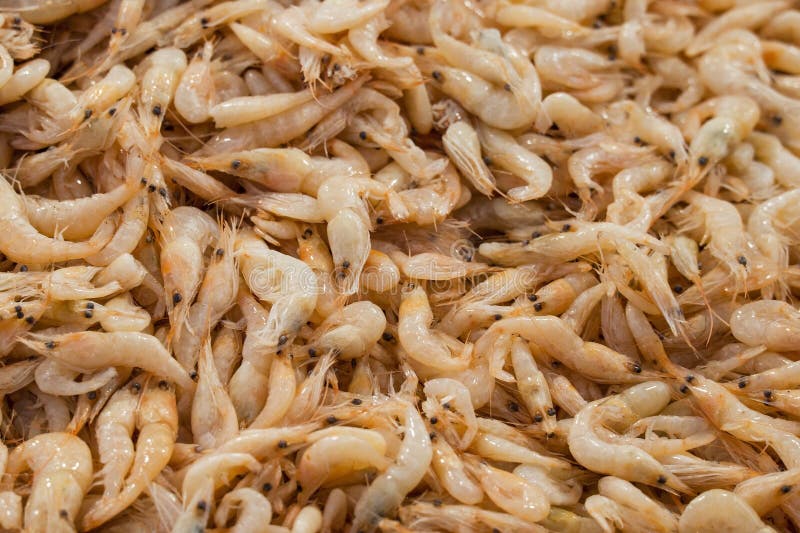 Fish Market with Many Different Fresh Fishes Stock Photo - Image of ...