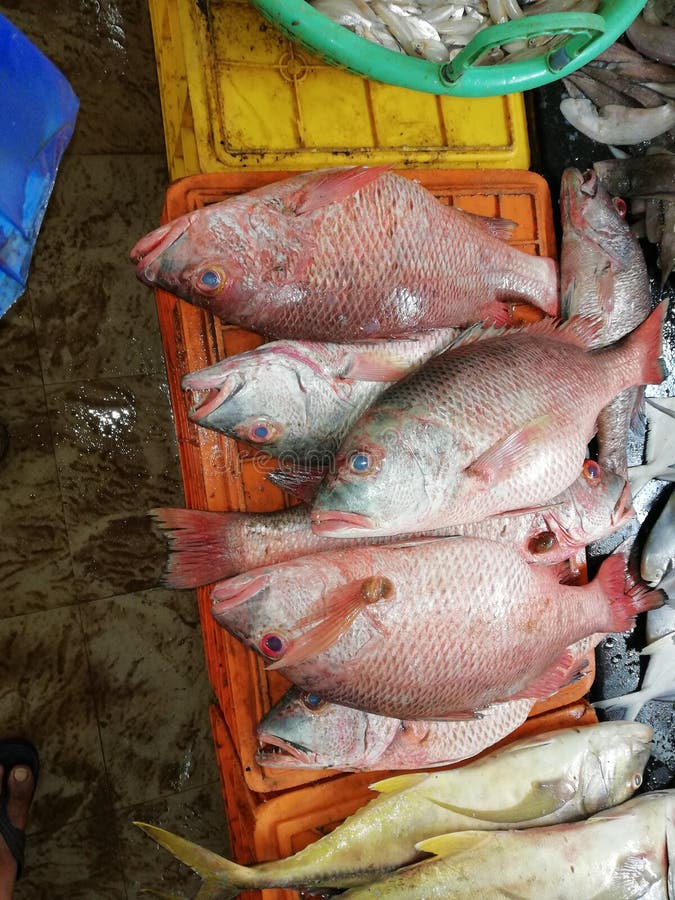 Market Mapusa Goa Red Snapper Stock Photos - Free & Royalty-Free Stock ...