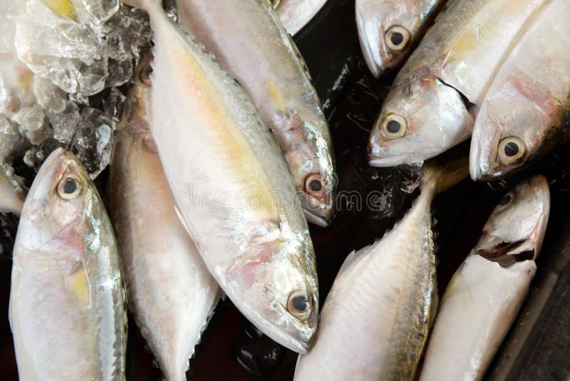Fish Market stock image. Image of kitchen, pike, objects - 59783039