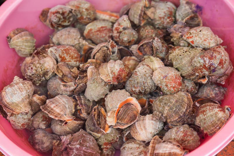 Fish Market & Seafood: Istanbul, Bosphorus Stock Image - Image of ...