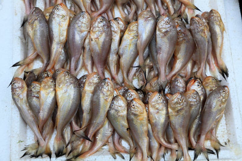 Fish at market stock photo. Image of seafish, shanghai - 34126576