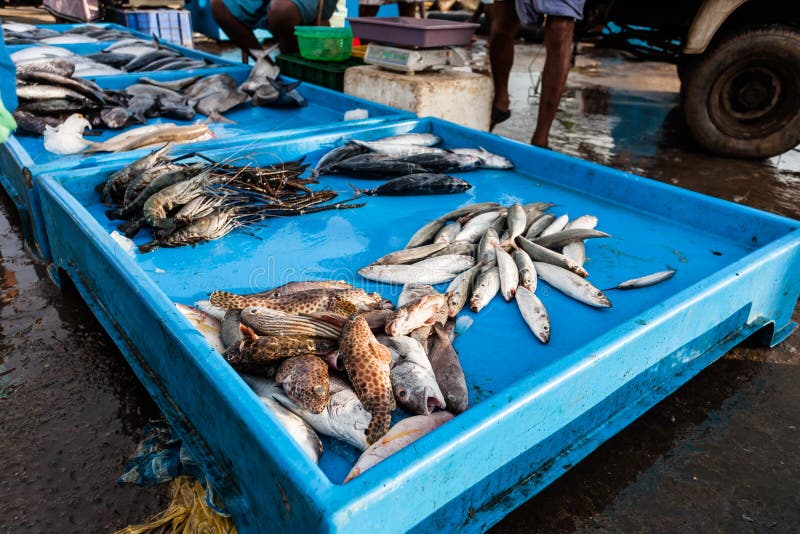Fish market in Sri Lanka. stock photo. Image of retail - 89180188