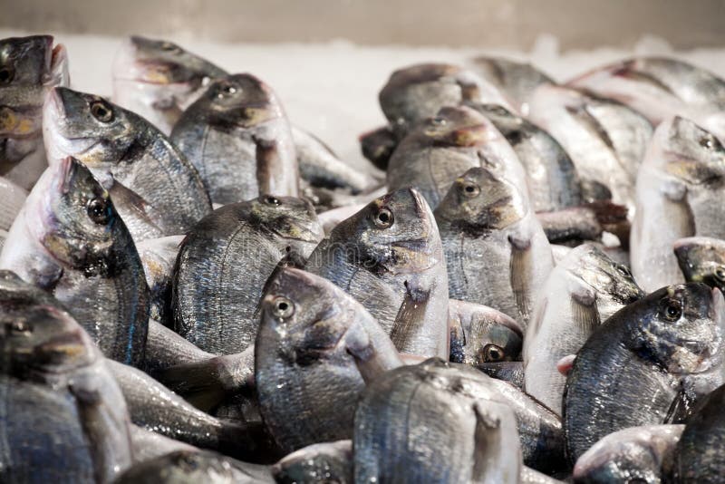 Fish on market table stock photo. Image of pattern, table - 27438082