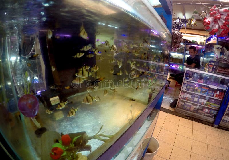 Fish market editorial stock image. Image of indonesia - 48299339