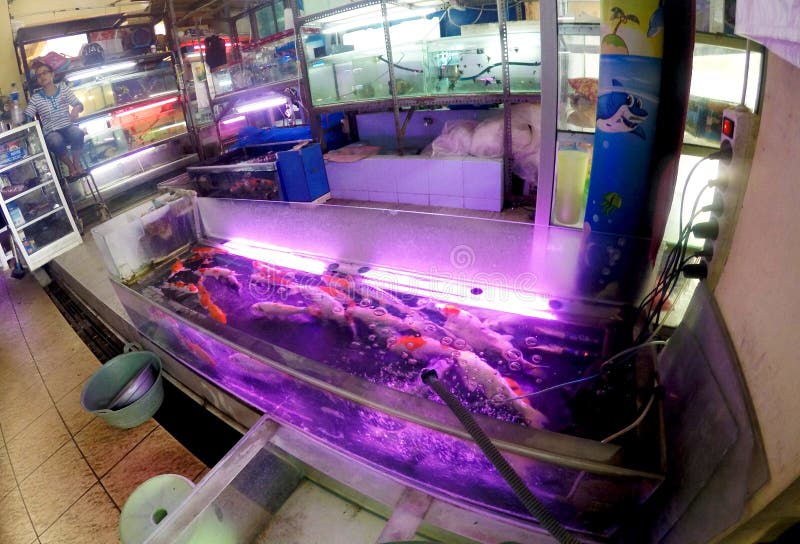 Fish market editorial image. Image of sold, solo, fish - 48299340