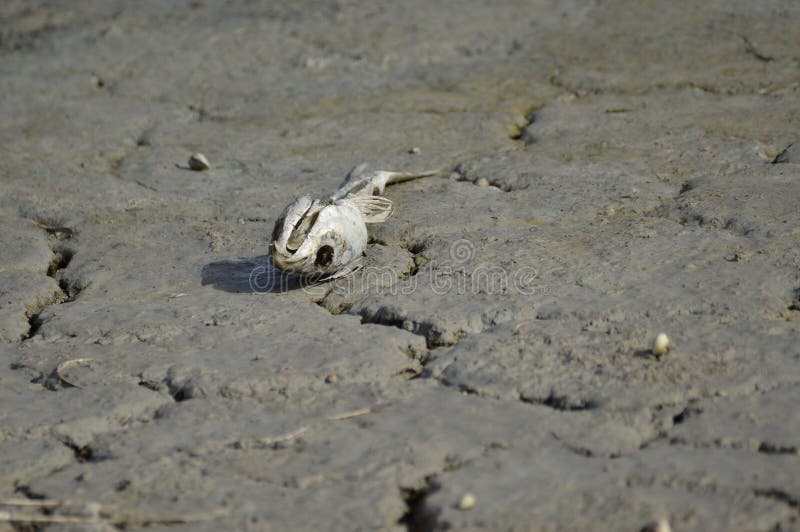 The fish stock image. Image of seaworthy, xpark, marsh - 67388659