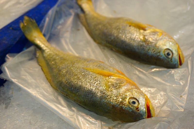 Fish meat stock photo. Image of colorful, magazine, ingredients - 95120178