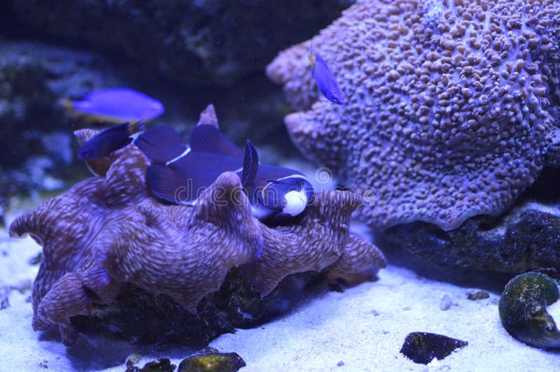 Fish stock image. Image of large, medium, aquarium, water - 45838863