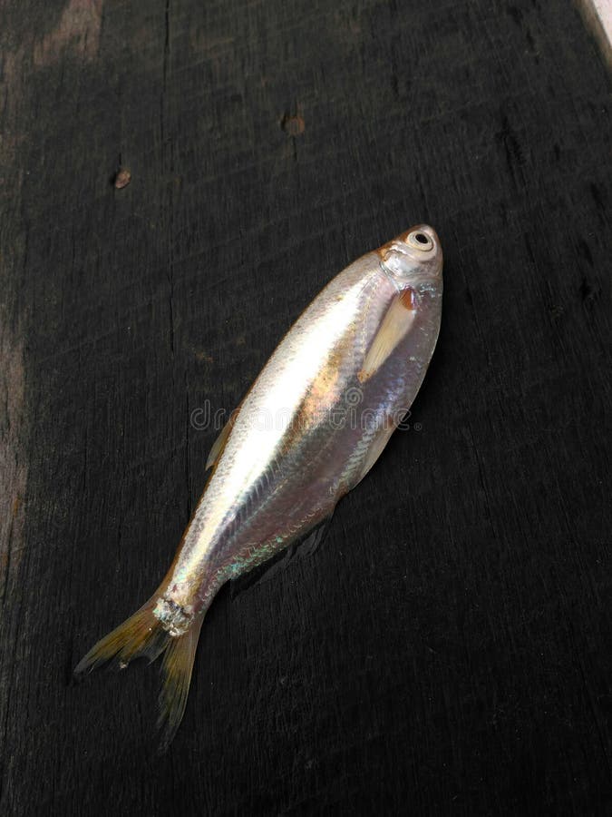 Fish stock photo. Image of milkfish, mekong, nature, vessel - 76937808