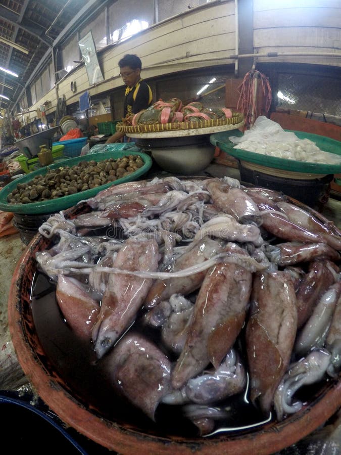 Fish editorial stock photo. Image of fish, solo, java - 49168173