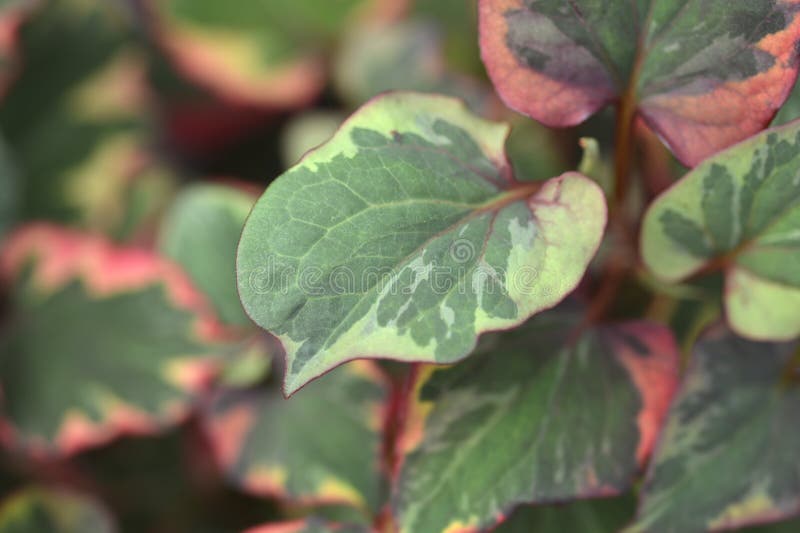 Fish mint stock image. Image of cordata, fish, leaf - 290241753