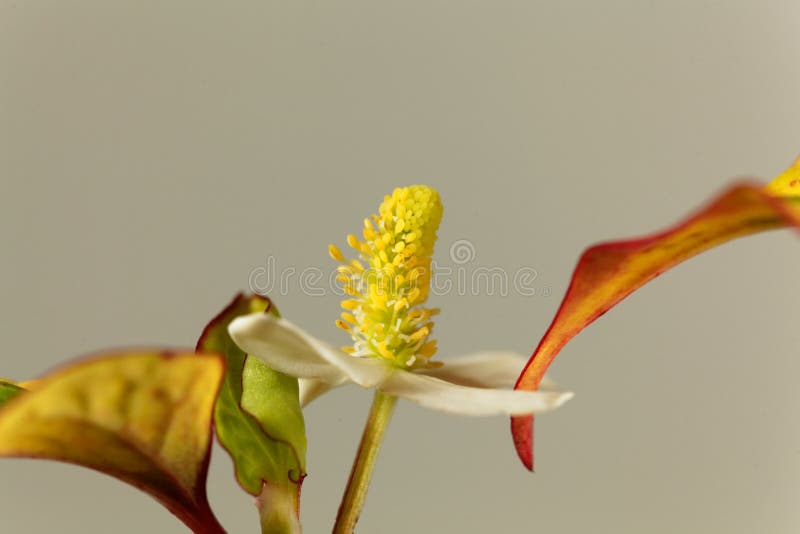 Fish Mint Plant Houttuynia Cordata Stock Photo - Image of herb, ecology ...