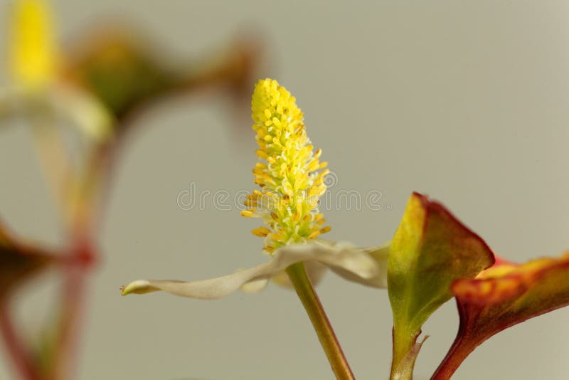 Fish Mint Plant Houttuynia Cordata Stock Photo - Image of herb, ecology ...