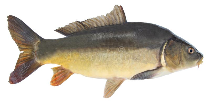 Israeli Carp