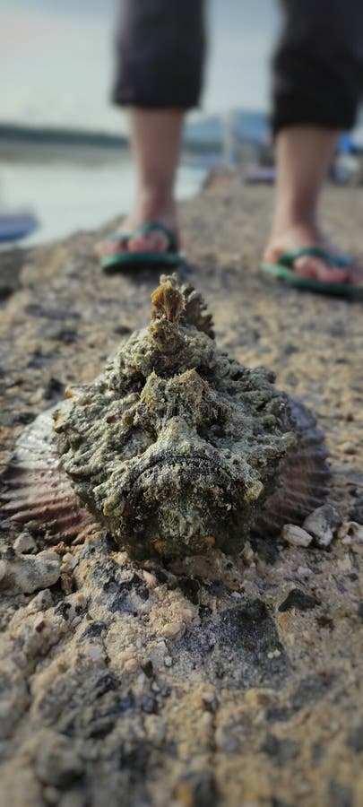 Fish monster stock photo. Image of nature, wildlife - 309177522