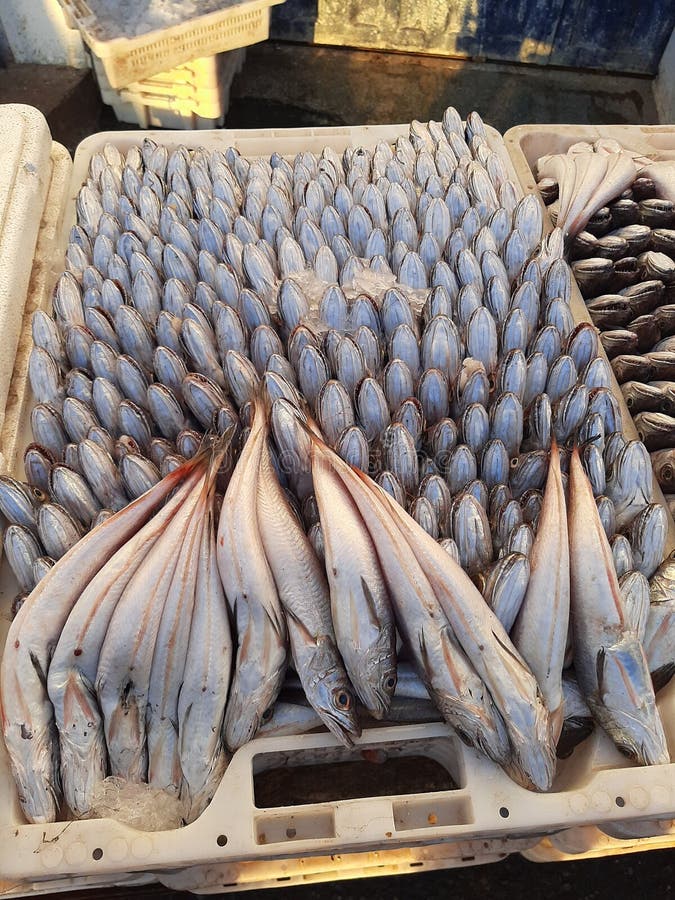 Fish of morocco stock image. Image of fish, merlan, fresh - 184143437