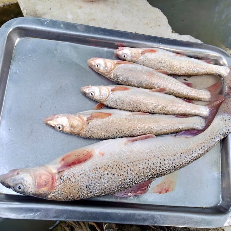 Pakistani Trout Fish