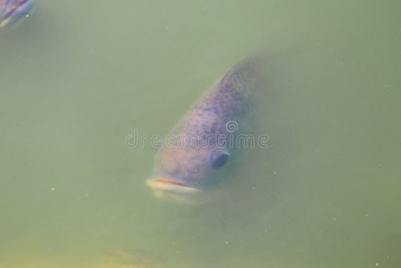 Fish motion in the water stock photo. Image of swim - 114270252