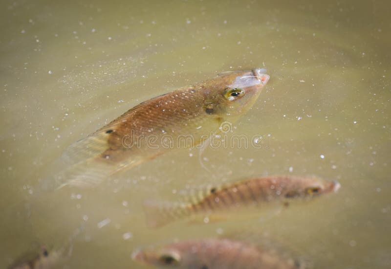 Fish motion in the water stock image. Image of horizontal - 111994451