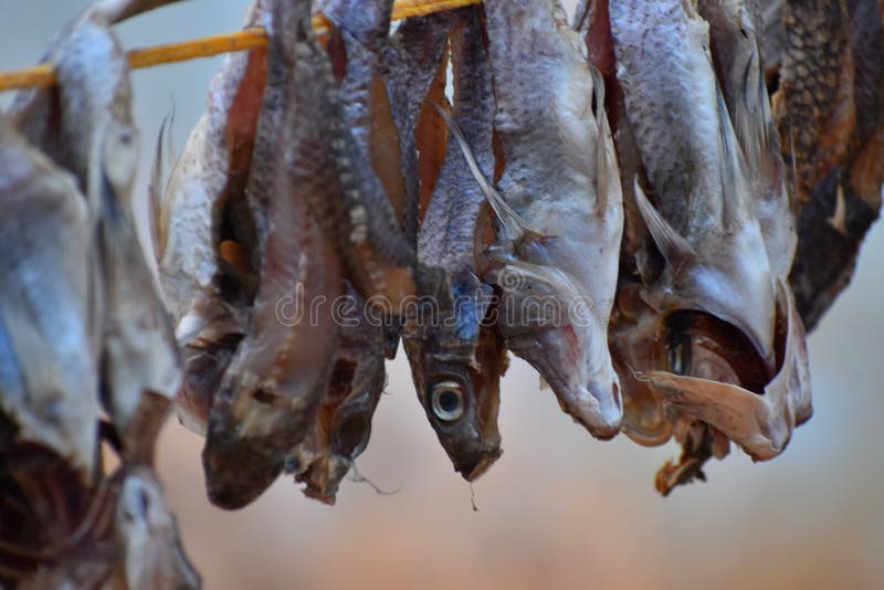 145 Mummy Fish Stock Photos - Free & Royalty-Free Stock Photos from ...