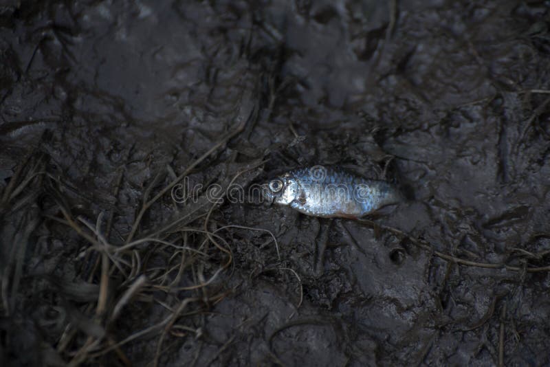 The fish in the mud, india stock image. Image of insect - 216302973