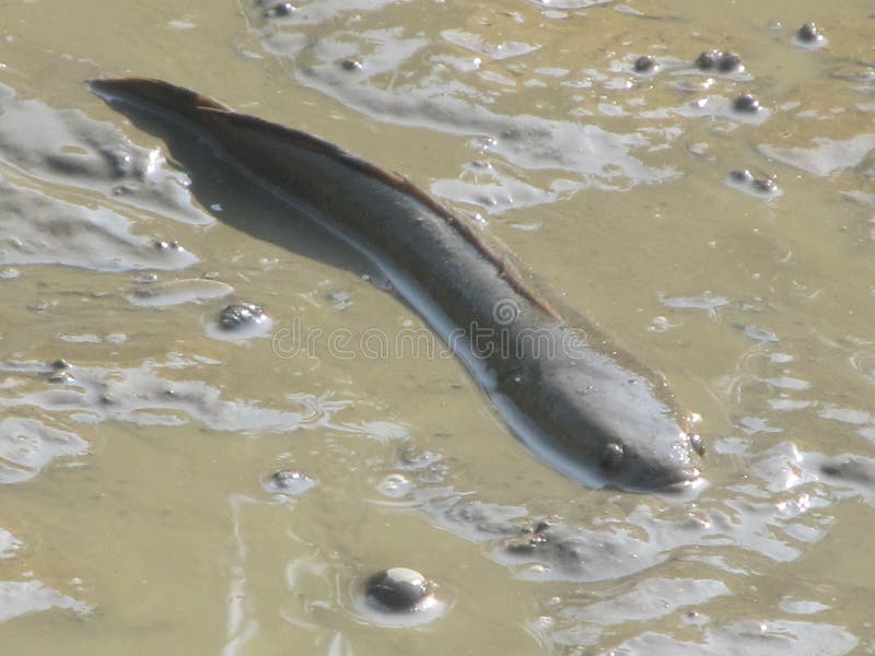 Fish at mud stock photo. Image of goneso, live, pond - 77592774