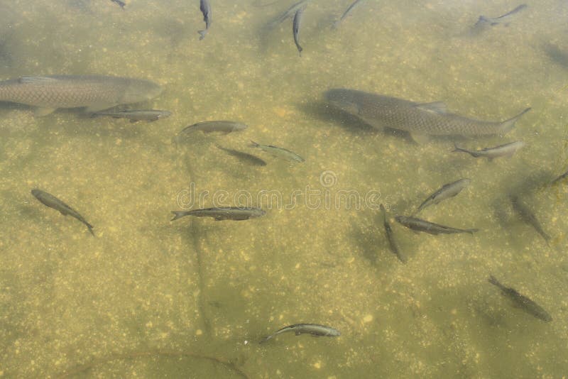 Fish stock image. Image of fishing, outdoor, muddy, fish - 71051651