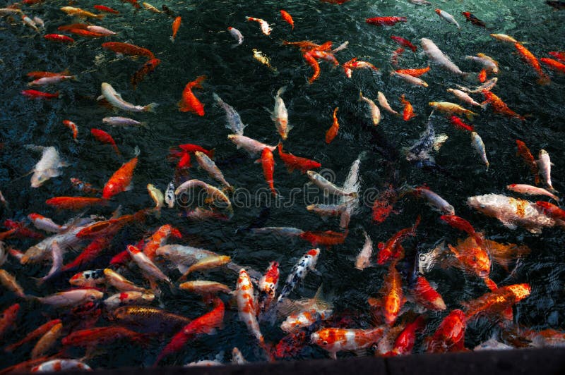 Fish Multicolored in Water Blurred Stock Photo - Image of landscaping ...
