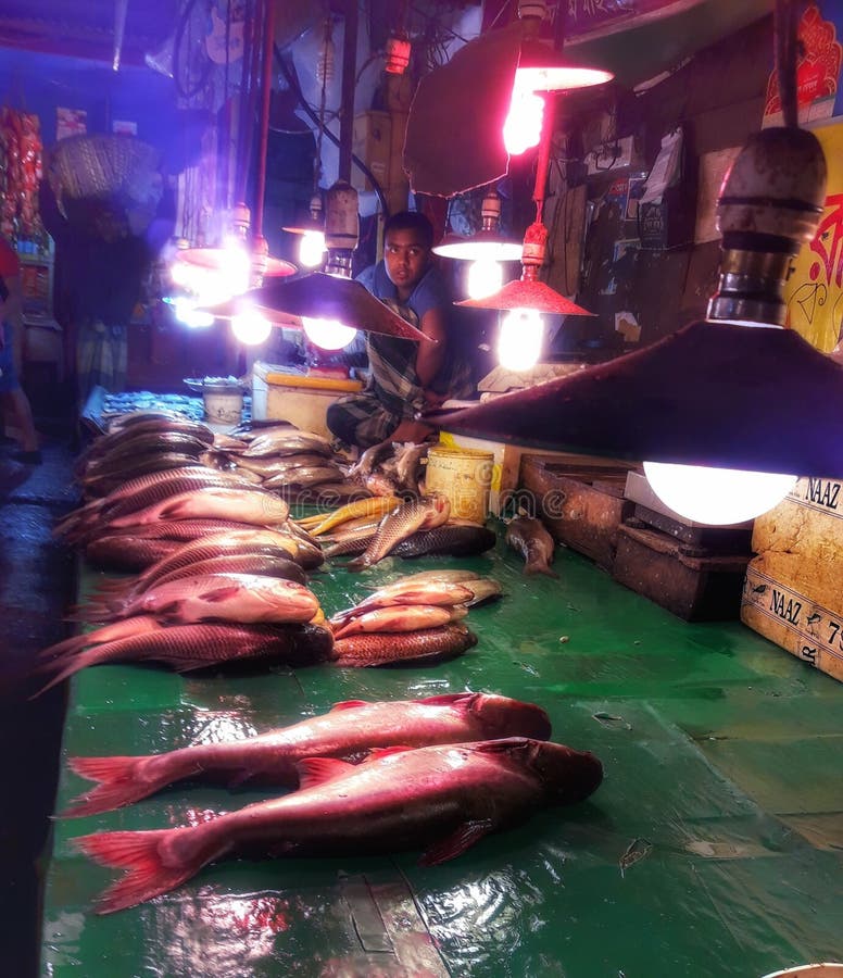 A Lot of Fish 🐟 🐠 editorial photography. Image of fish - 115651612