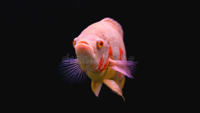 Fish Named Cara-acu Albino. White Fish, Rare Specie Stock Photo - Image ...