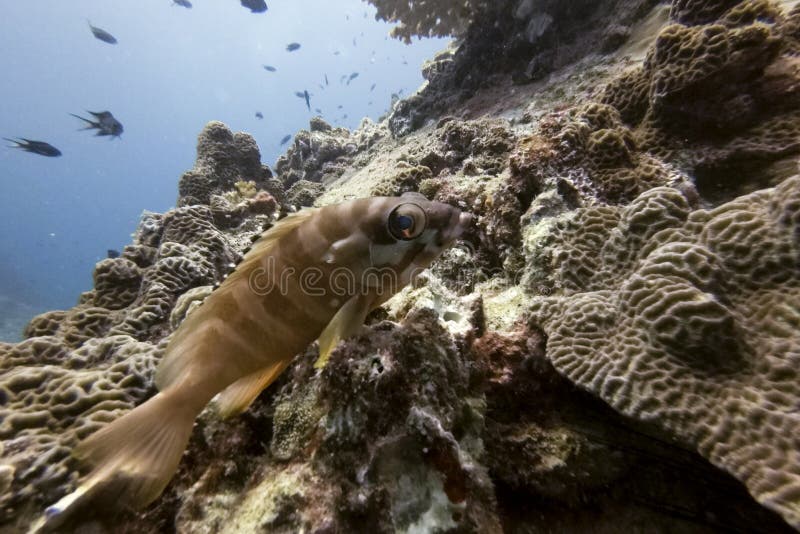 Fish and Natural Underwater Life Stock Photo - Image of exotic ...