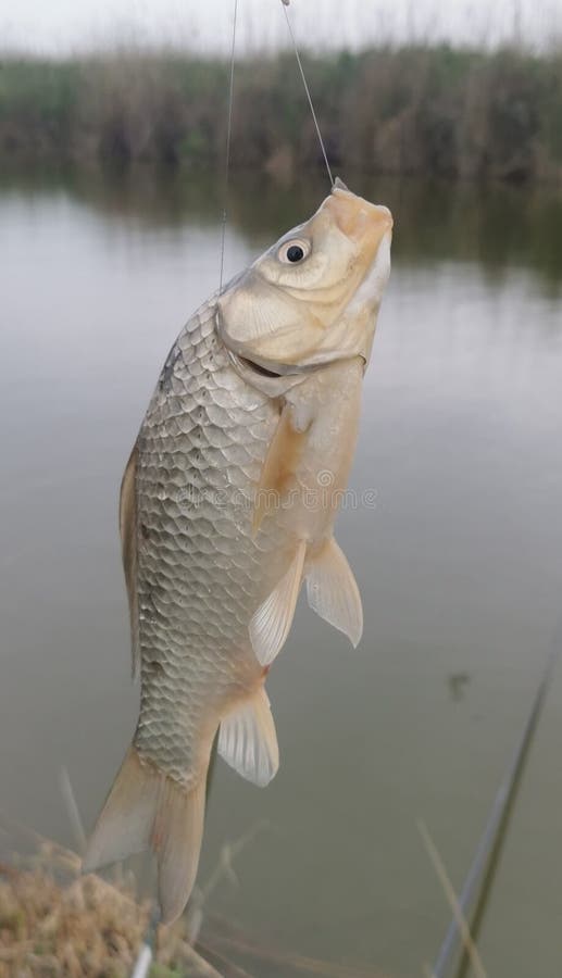 Fish hanging in hook stock photo. Image of hanging, nature - 183639332