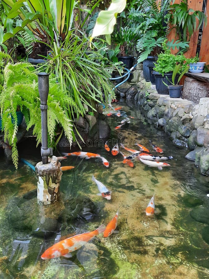 Fish Nature Home Green Fresh Stock Image - Image of green, woodland ...