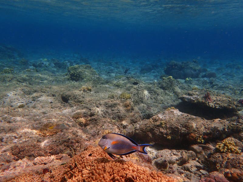 Fish near the coral reef stock image. Image of reef, world - 72839525
